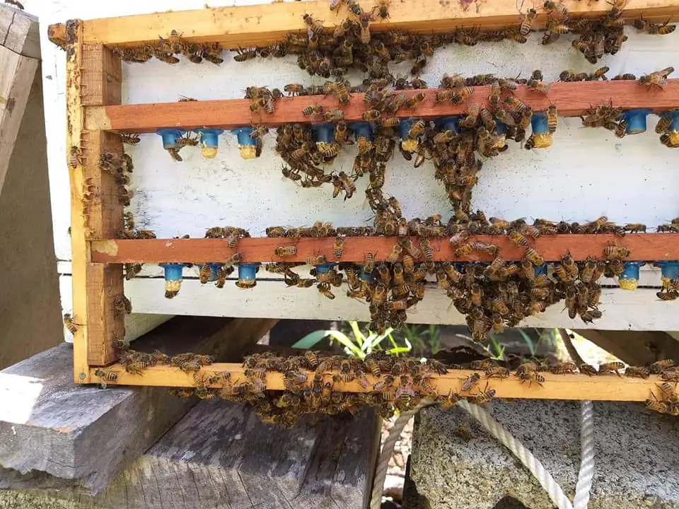 Raising your own queen honey bees is a game-changer – Beekeeping in Fiji