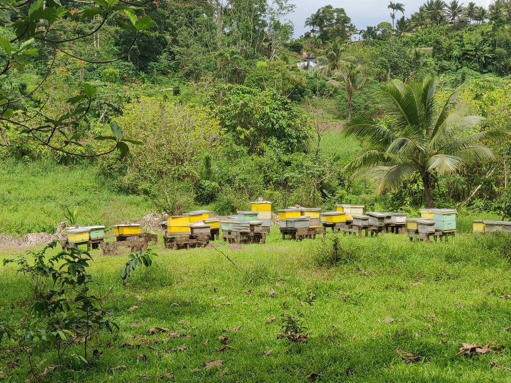 Highly recommended – Varroa Mite Management Training – Fiji ...