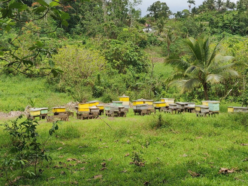 Highly recommended – Varroa Mite Management Training – Fiji ...