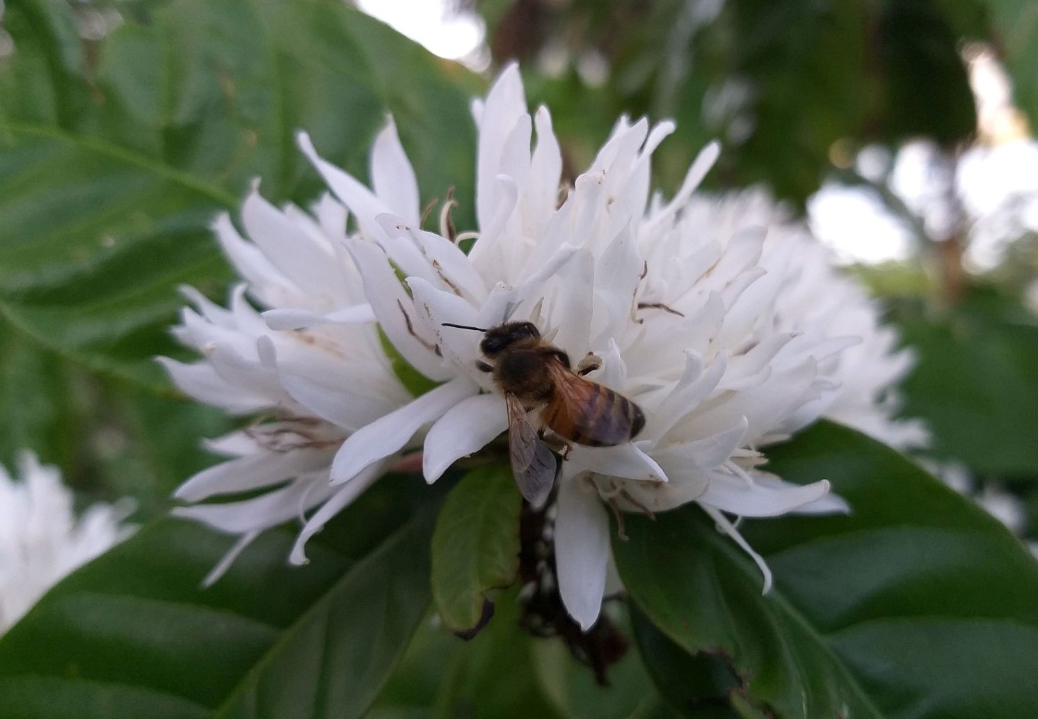 Honey bee on coffee flower in Fiji – John Caldeira – Beekeeping in Fiji
