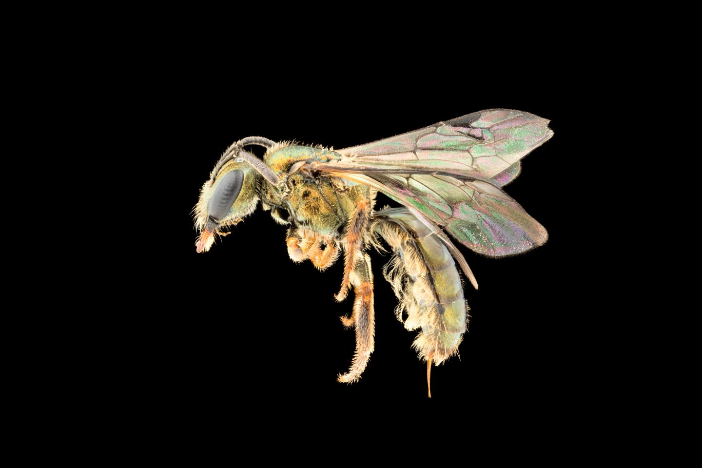 Review of the bee genus Homalictus Cockerell (Hymenoptera: Halictidae ...