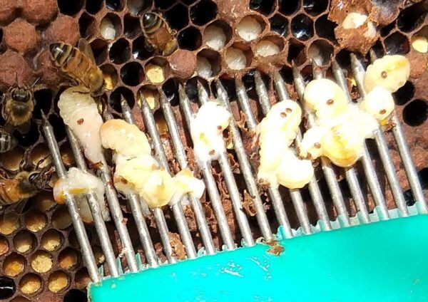 Varroa – Part 1: identifying varroa mites – Beekeeping in Fiji
