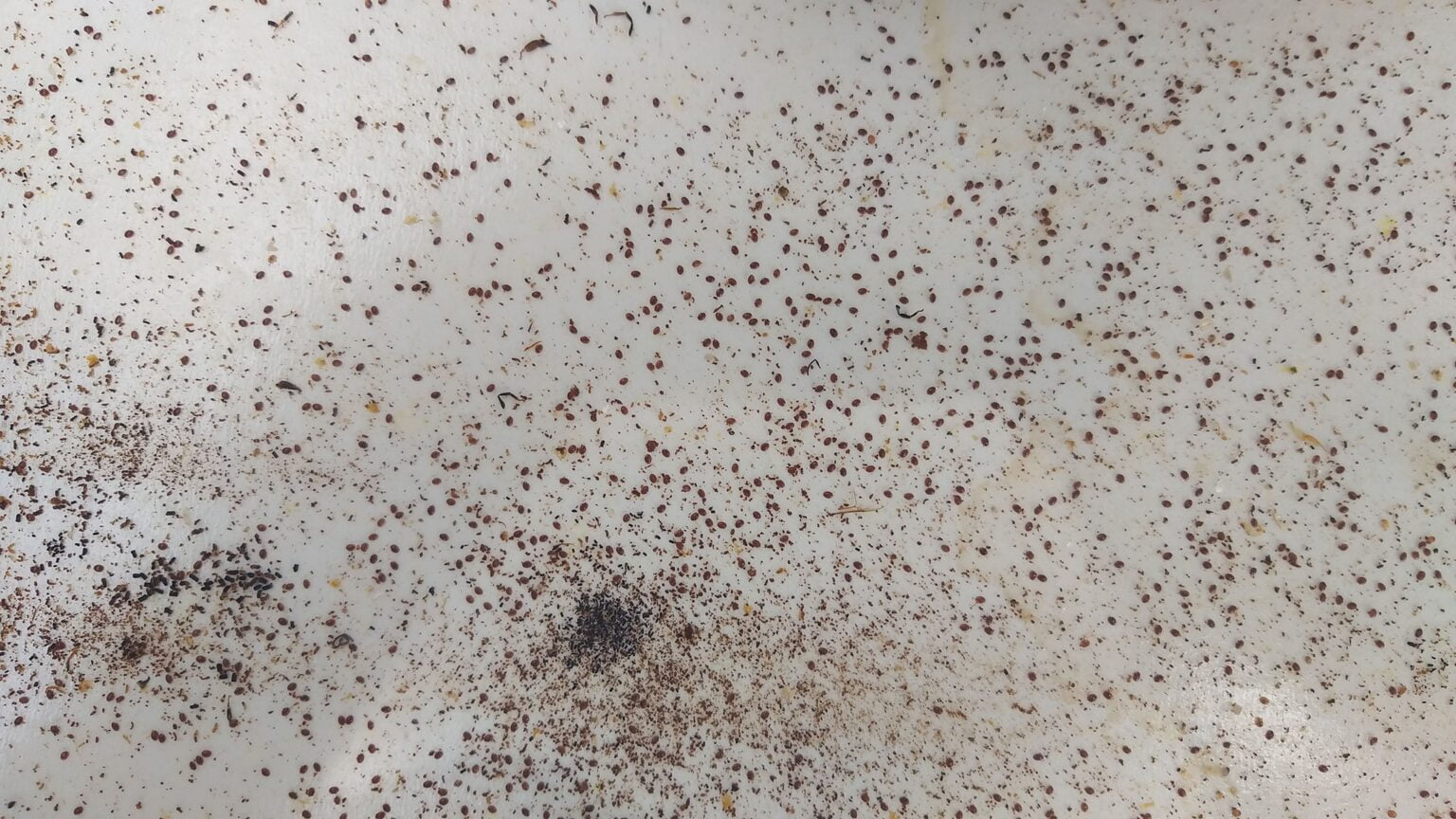 Varroa – Part 1: identifying varroa mites – Beekeeping in Fiji