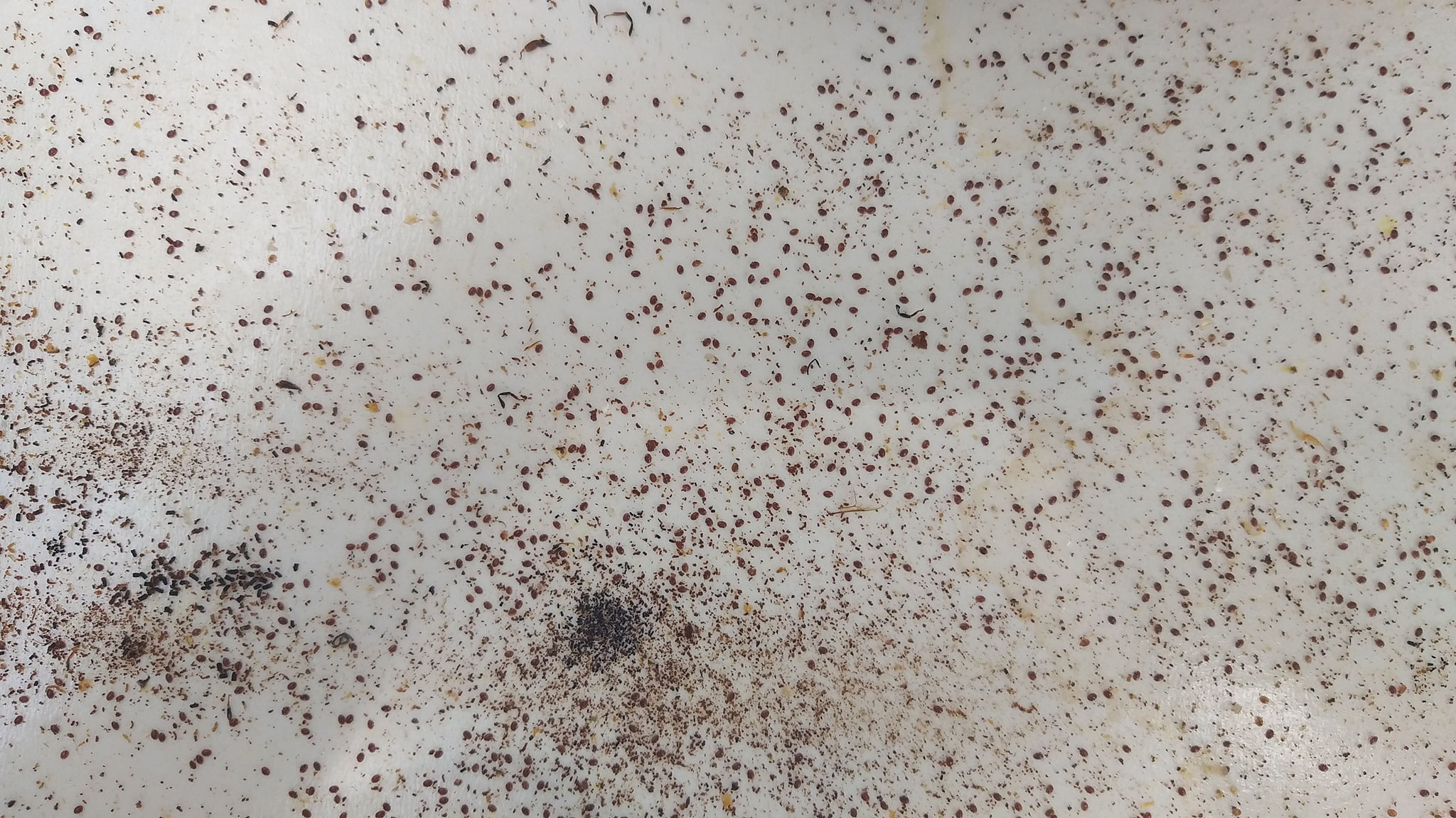 Varroa – Part 1: identifying varroa mites – Beekeeping in Fiji