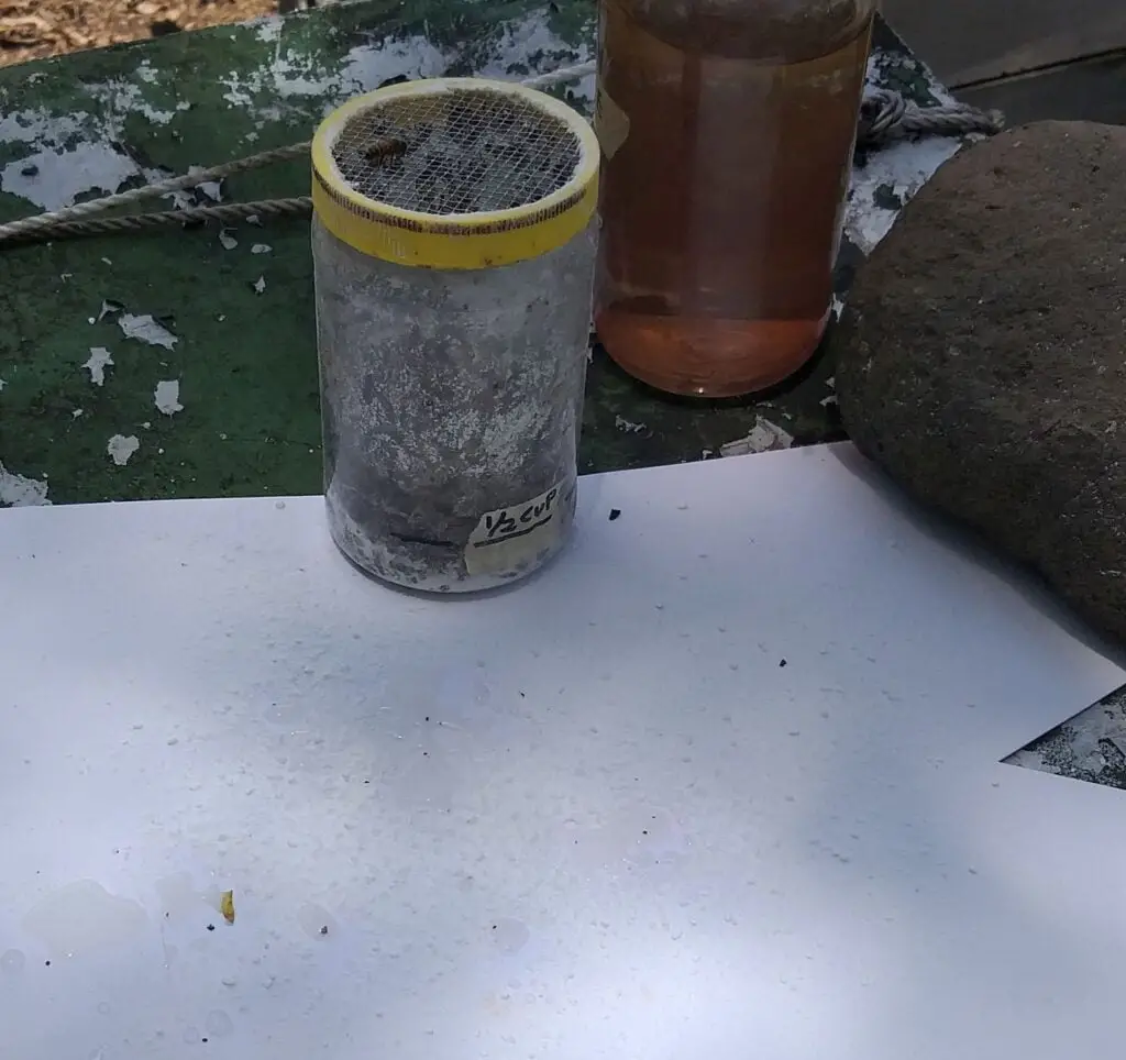 Varroa – Part 1: identifying varroa mites – Beekeeping in Fiji