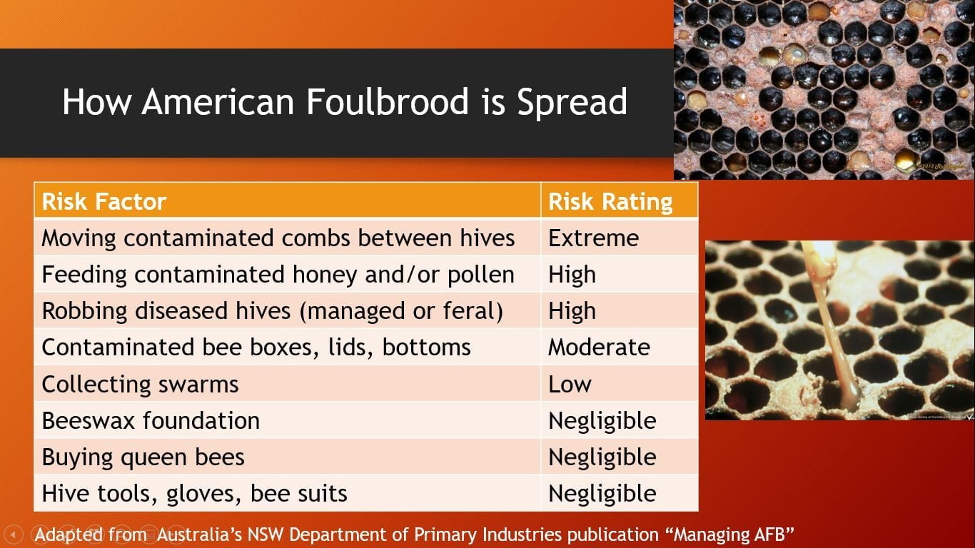 How To Avoid Major Losses From American Foulbrood Disease AFB ...