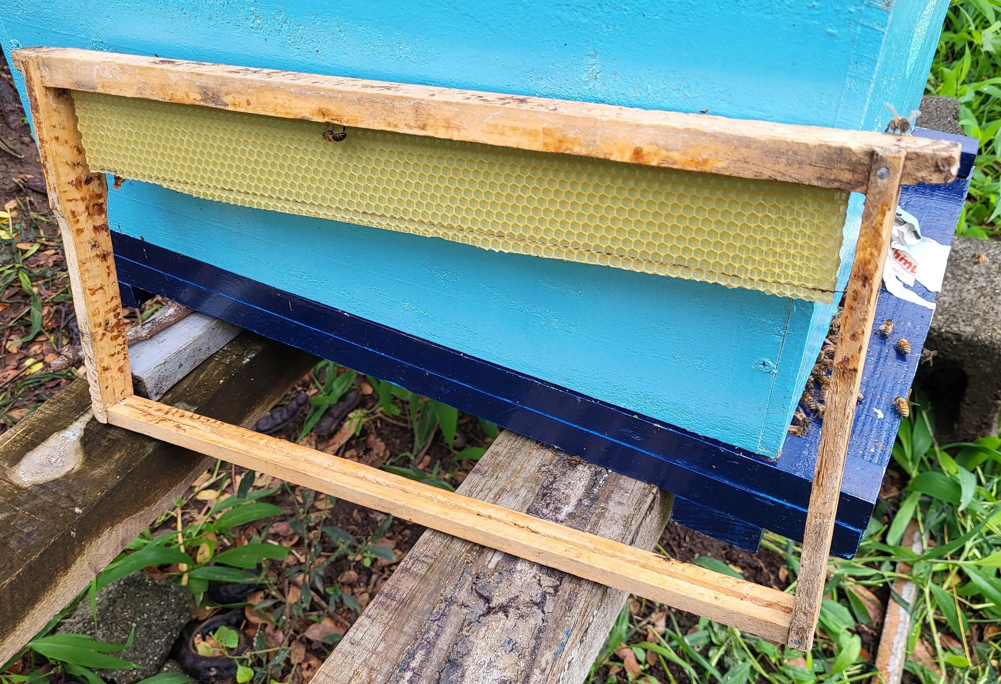Imported queens will produce DRONES that are 100% Australian genetics ...
