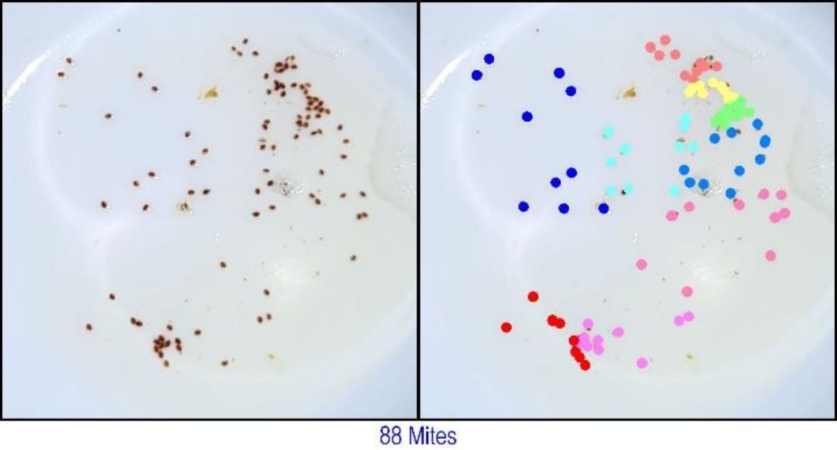 The Effectiveness of Reusing Apistan Strips for Varroa Mite Control ...