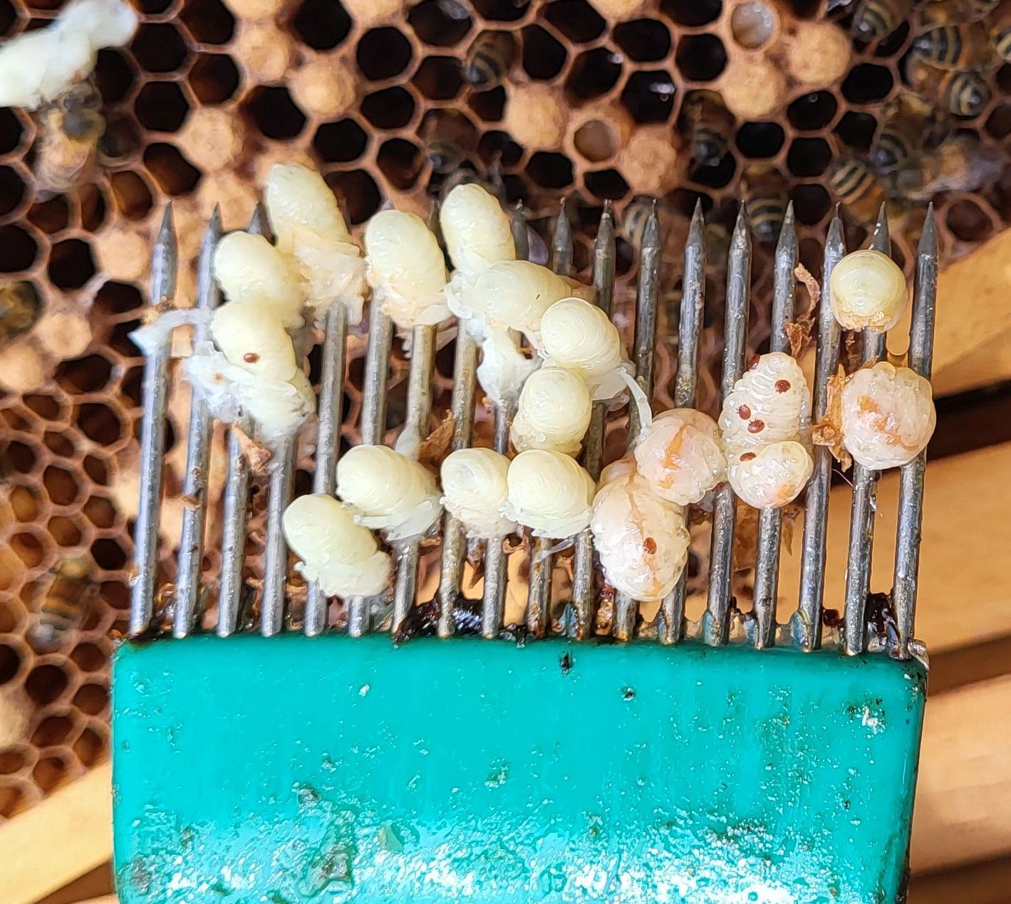 The Effectiveness of Reusing Apistan Strips for Varroa Mite Control ...