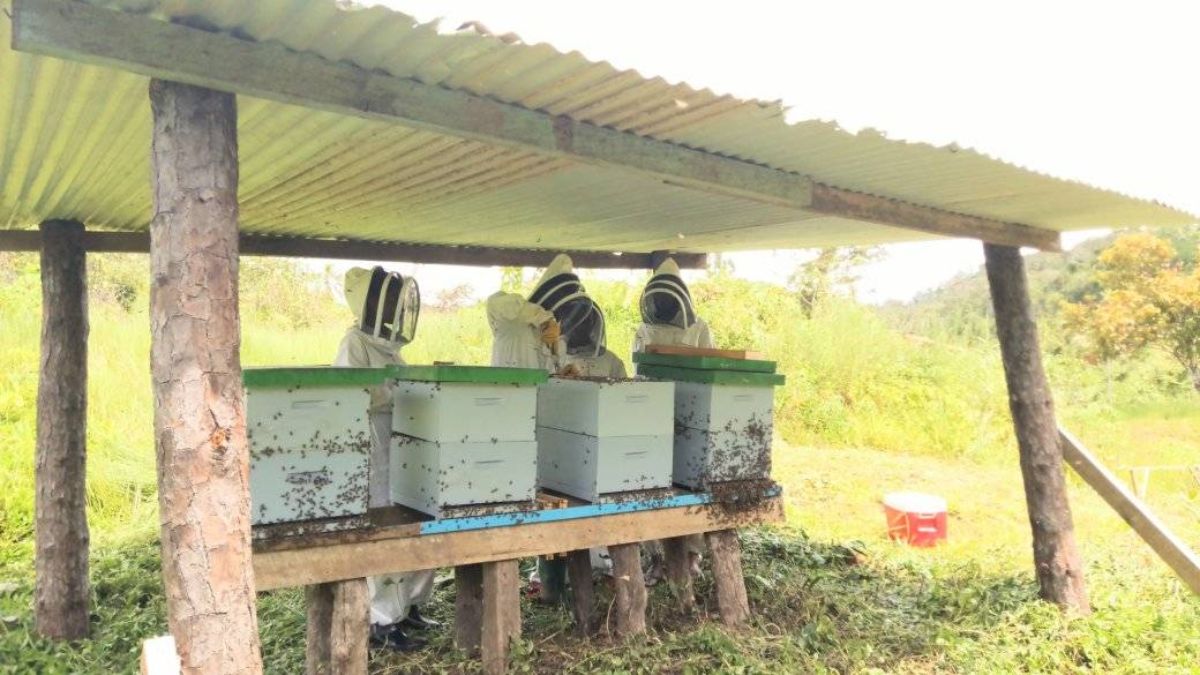 Basic Beekeeping Refreshment training for Wailevu west, Dawara & Nakasa completed today ...