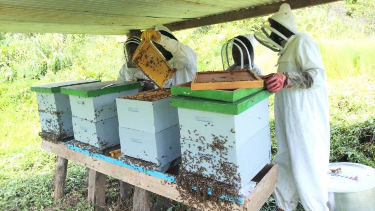Basic Beekeeping Refreshment training for Wailevu west, Dawara & Nakasa completed today ...