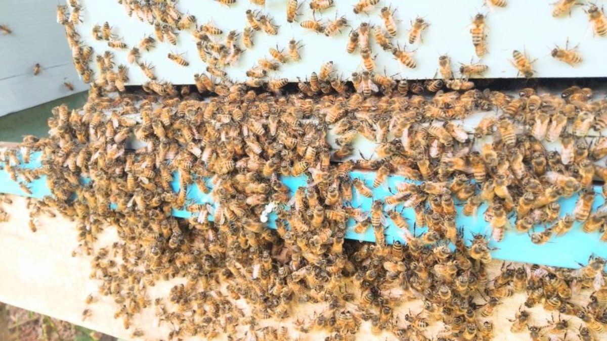 Basic Beekeeping Refreshment training for Wailevu west, Dawara & Nakasa completed today ...