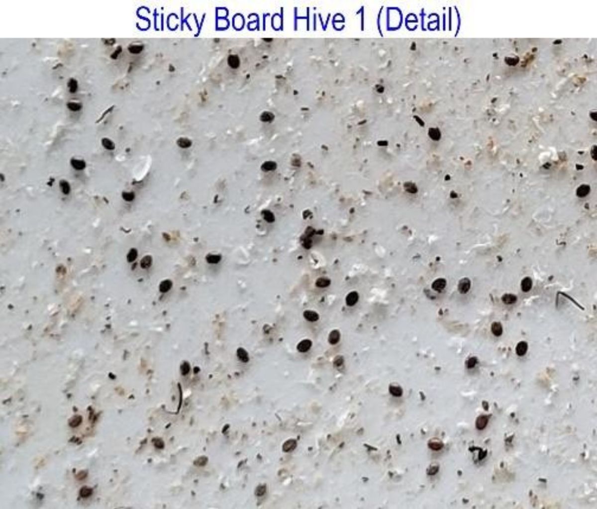 The Effectiveness of Reusing Apistan Strips for Varroa Mite Control ...