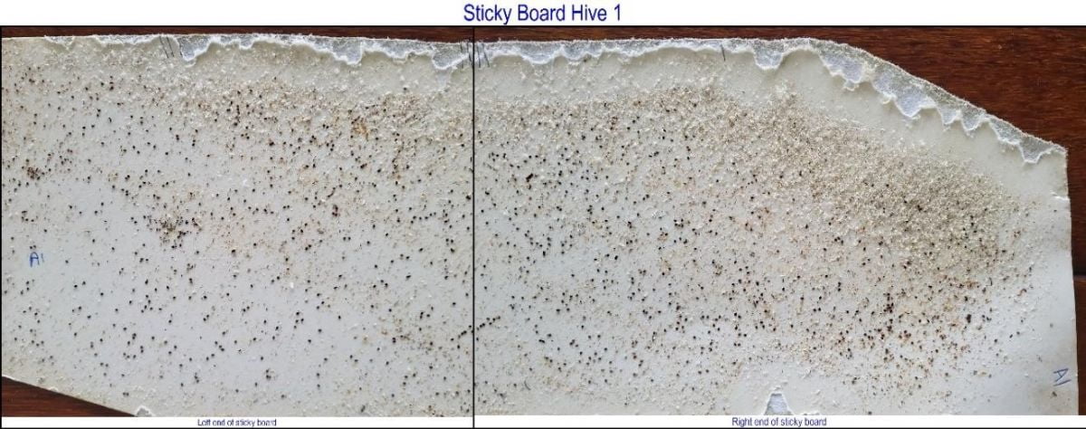 The Effectiveness of Reusing Apistan Strips for Varroa Mite Control ...