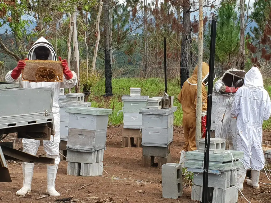 Talaiya Muslim Primary School Bee Keeping Team – Beekeeping in Fiji