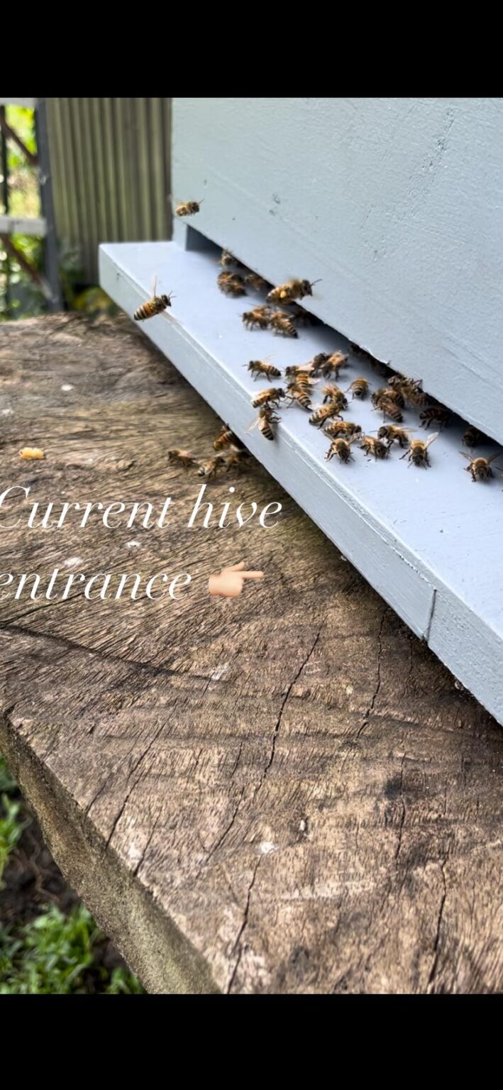 It’s a good idea to reduce hive entrance – Beekeeping in Fiji