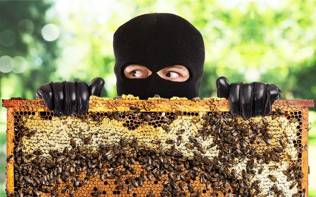 painful challenges of Beehive robbing :( – Beekeeping in Fiji