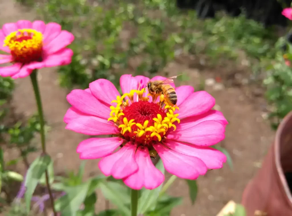 Pacific Islands World Bee Day 2024 Photo Contest Winners – Beekeeping ...