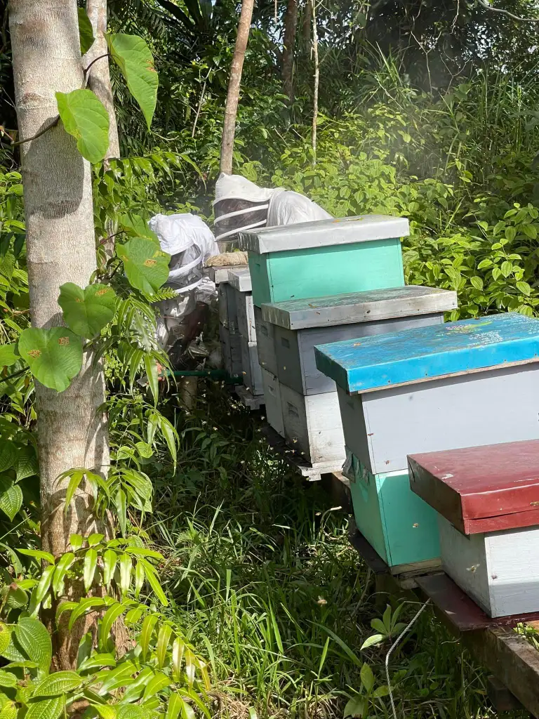 25 bee hives back into our farm after 5 years – August 2024 ...